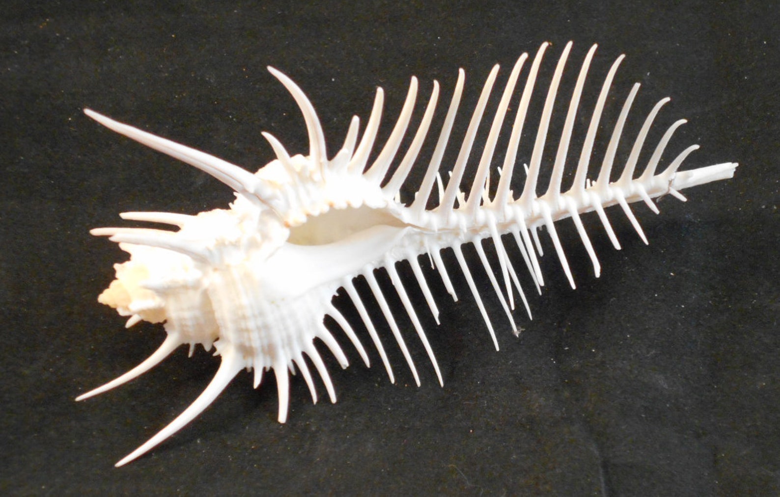 Large Venus Comb Murex Shell 4-5 Seashells Amazing | Etsy