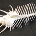 Large Venus Comb Murex Shell (4-5") Seashells Amazing Nautical Display ...