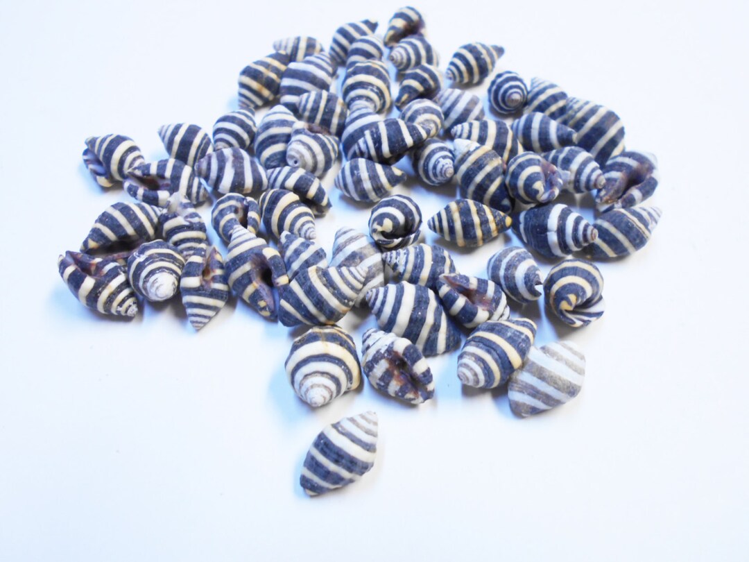 12 Tiny Beehive Shells Seashells (1/4"-1/2") Beach Crafts, Nautical ...