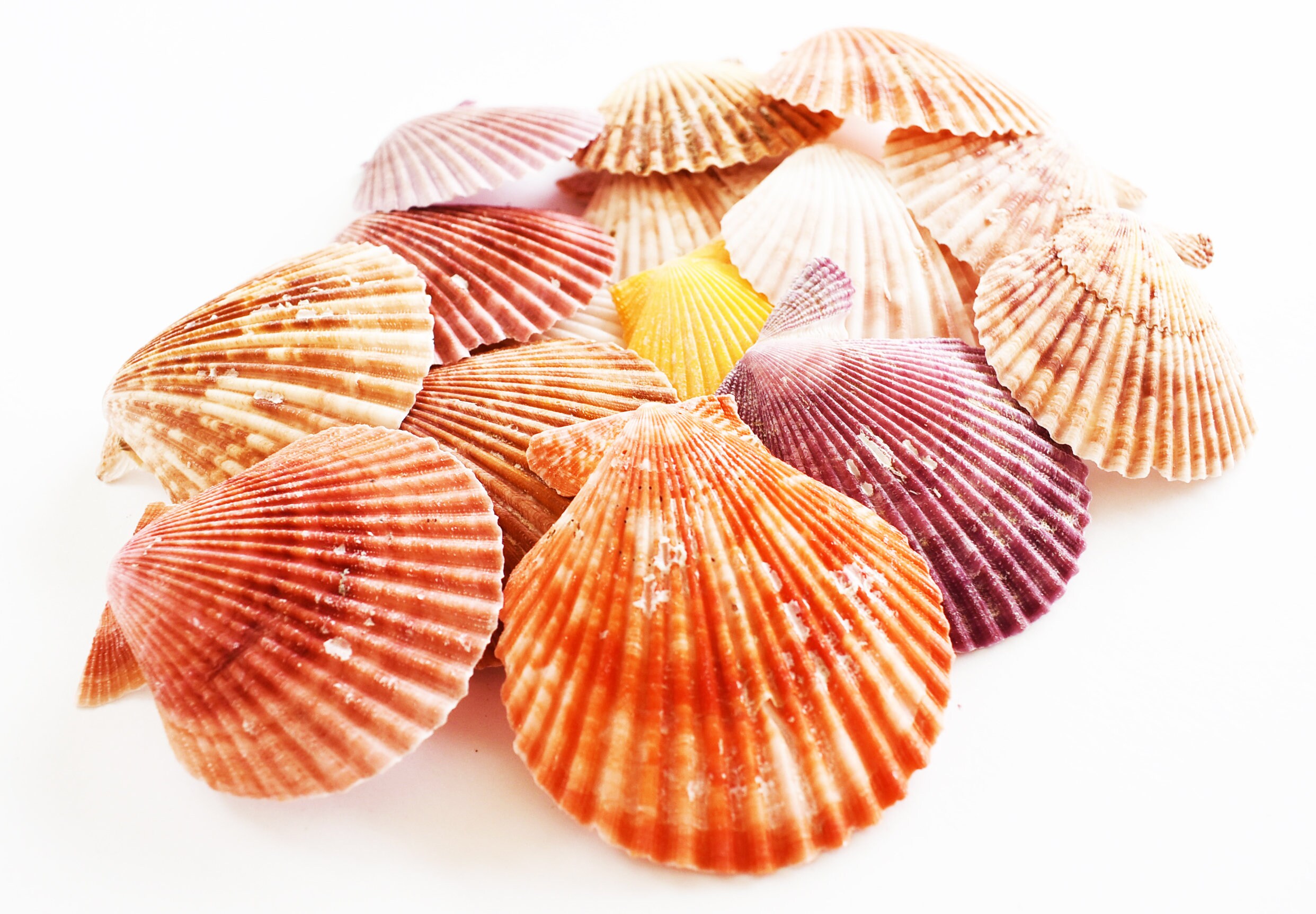Set of 100 Noble Pecten Shells (singles) Coastal Arts and Crafts ...