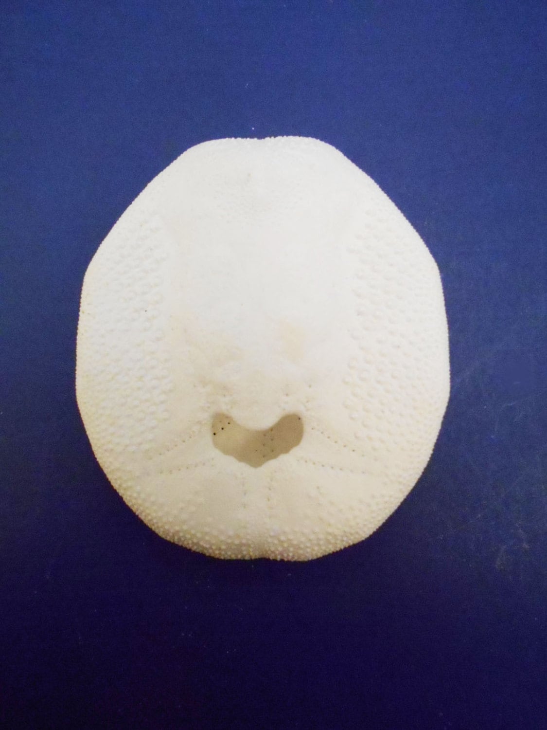 1 Beautiful White Puffer Sea Biscuit Shell 2 Sand Dollar - Etsy