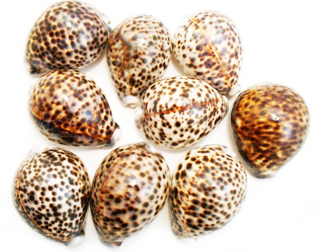 Set of 12 Large Tiger Cowrie Shells (3"+) Seashell Cypraea Tigris Beach ...