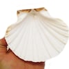 One (1) Irish Flat Scallop Shell Seashell 3"-4" Crafts Beach Cottage Nautical Decor. - Etsy