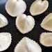 One 1 Irish Flat Scallop Shell Seashell 34 Crafts Beach Cottage Nautical Decor. - Etsy