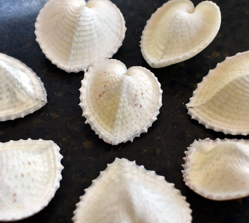 Set of 6 Beautiful Small White True Heart Cockle Shells - Etsy