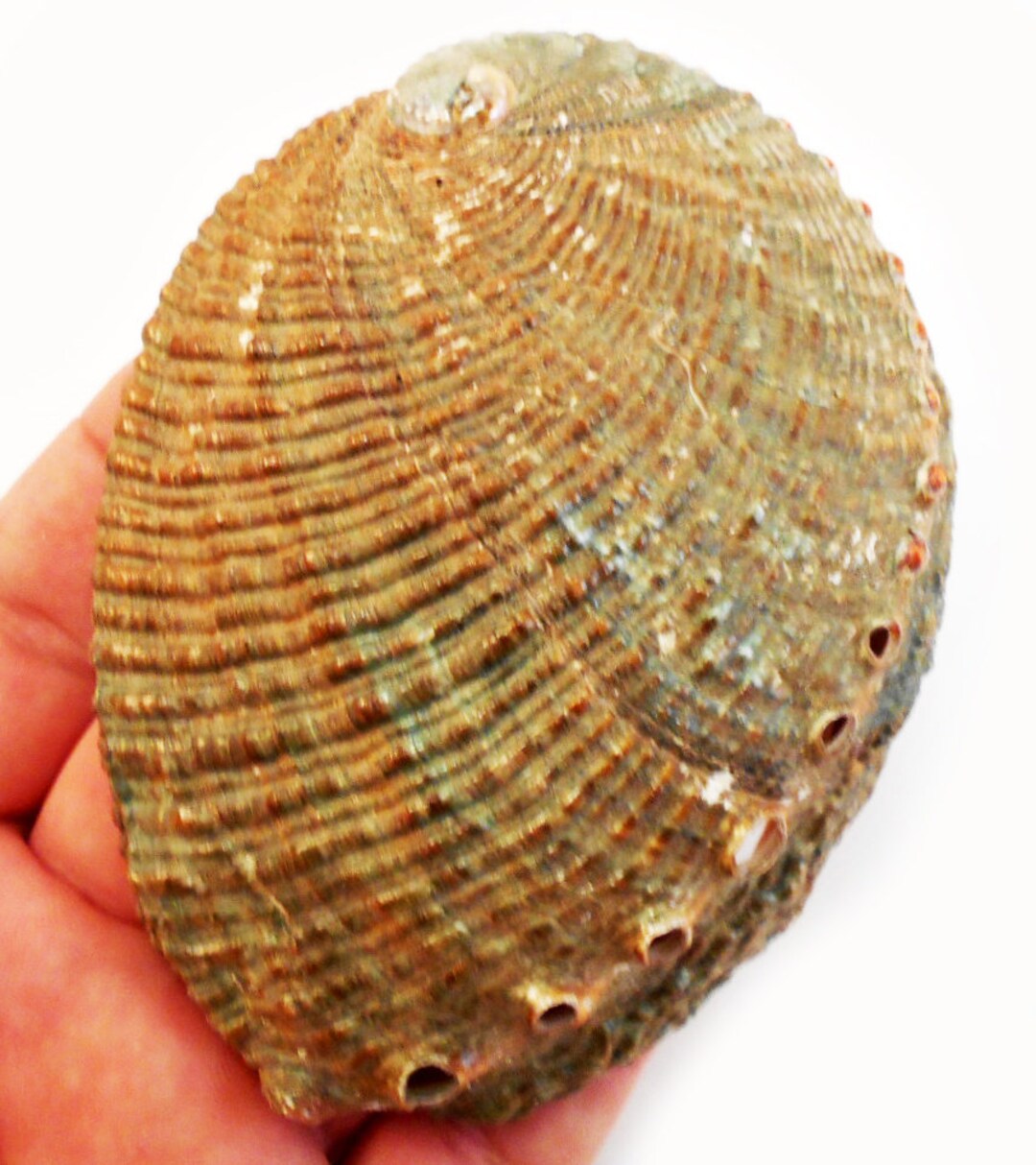 Large Green Abalone Shell 6-7 Inch Smudging Beach Cottage Decor ...