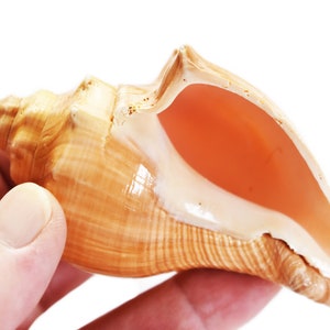 Set of 12 Vole Shells melon Conch About 3 Natural Seashell Medium ...