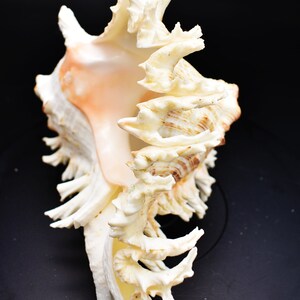 Giant Murex Ramosus Shell (9" X 6" X 5.5") Collectors Seashell One of a ...
