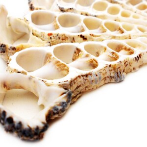 Set of 24 Large Center Cut Knobby Natural Cerithium Shells (3-4") for ...