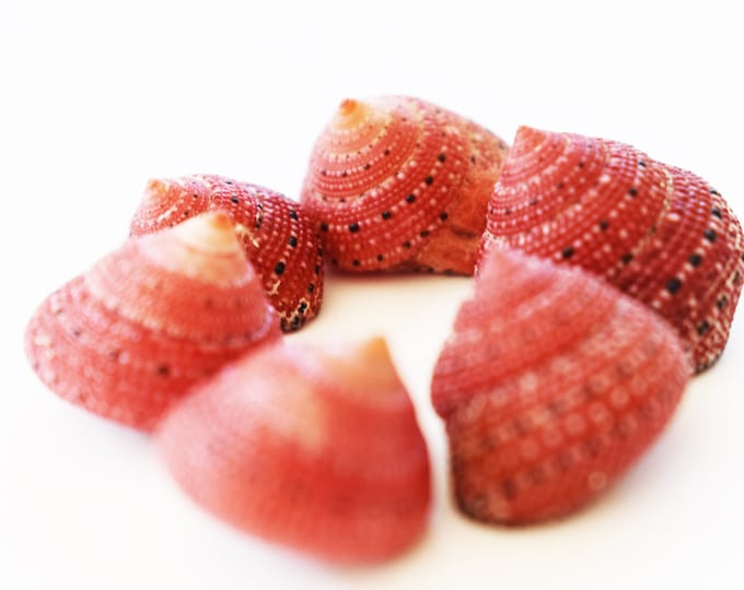 Strawberry Top Seashells clanculus Puniceus Craft Shells 1/23/4 5 ...