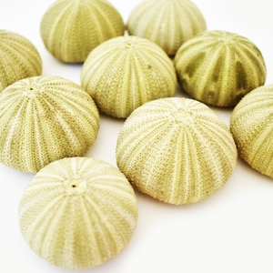 3-pack: Hand Picked Green Sea Urchin Shell 2 Beach Crafts Coastal ...