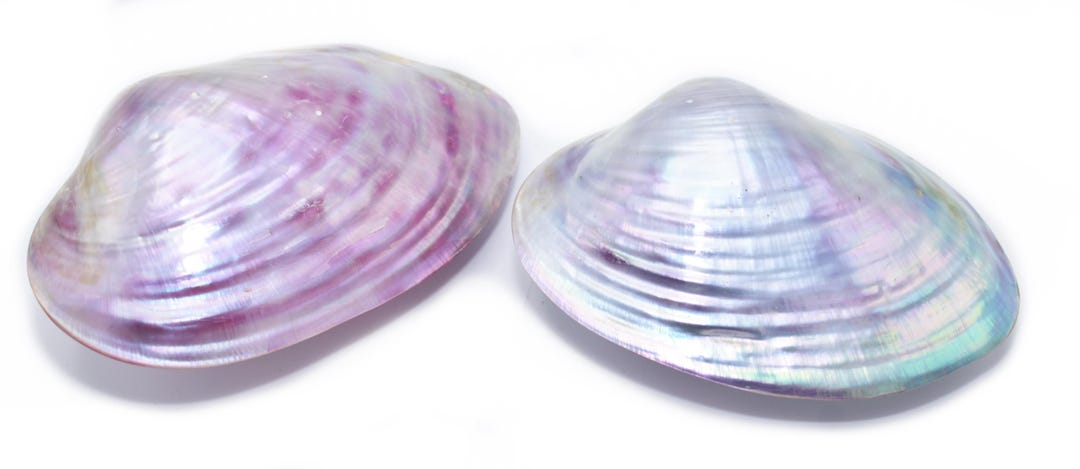 Set of 2: Dyed Purple Clam Shell (whole Shell) 4-5" Polished Seashell ...