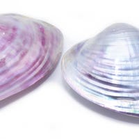 Sharks Eye Moon Snail Shells - Etsy