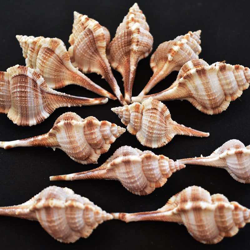 Murex Shell - Etsy