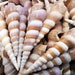 100 Purple Turretella Shells (2-3") Beach Crafts Coastal Decorating - Etsy