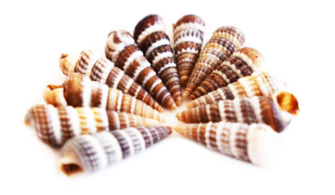 200 Tiny Rhinoclavis (little Unicorn Horns) Shells (1/2") Coastal Arts ...