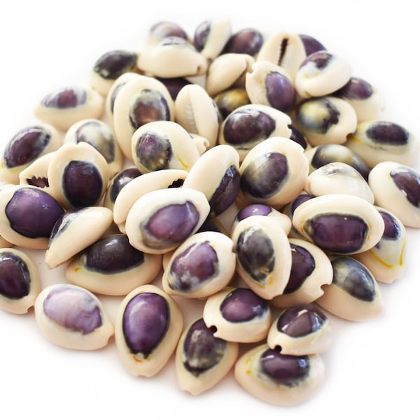 Purple Cowrie - Etsy