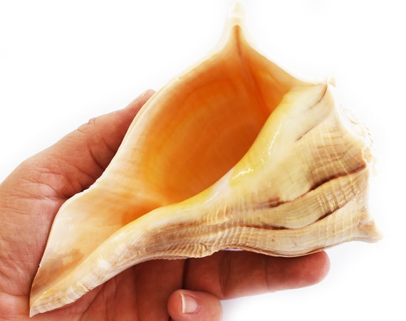 Large left Handed Lightning Whelk Shell 6 - Etsy