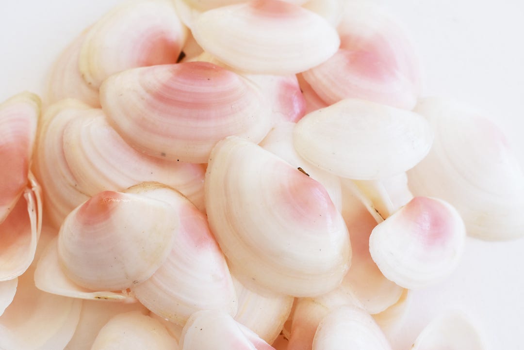 100 Pink Rose Cup Tellin Tellon Shells Seashells (1-2" / 25-50mm) Arts ...