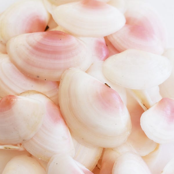 Pink Seashells - Etsy