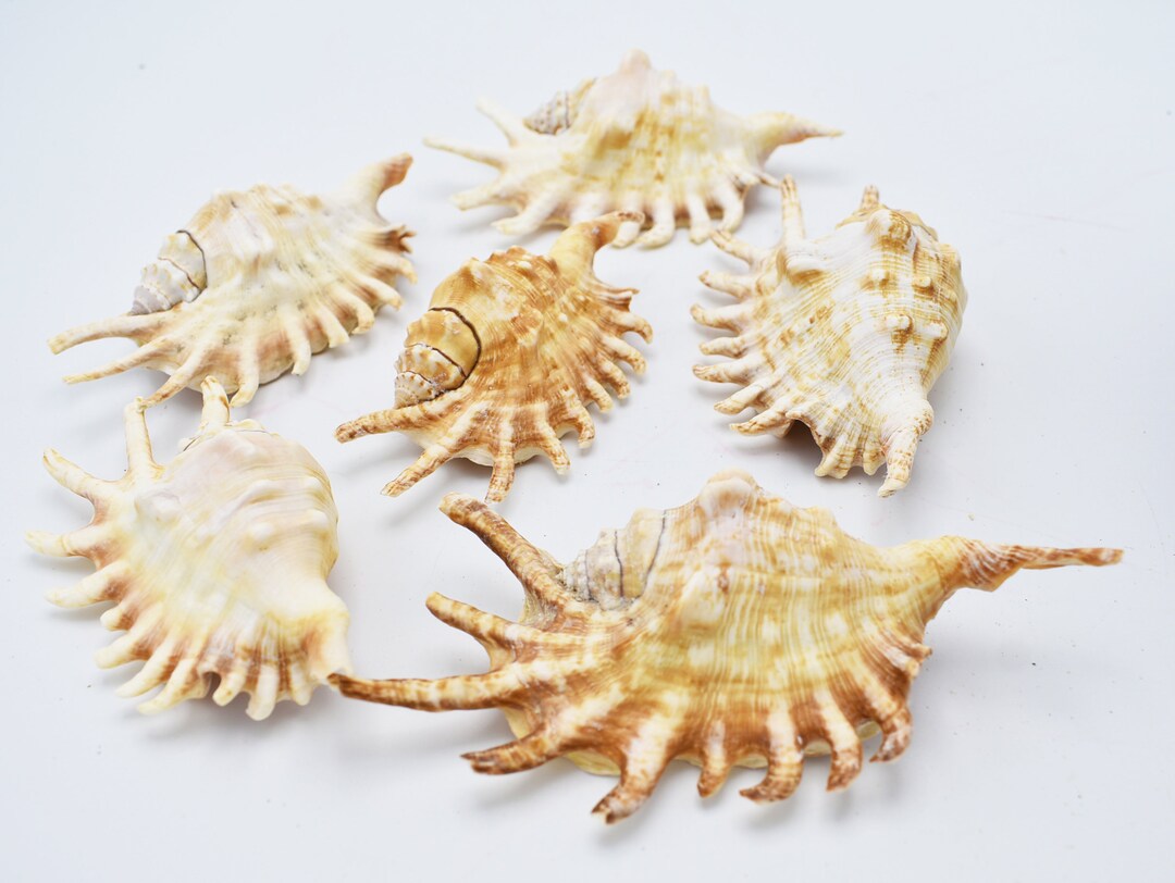 Set of 12: Beautiful Spider Conch Shell (lambis Milipeda) 4-5" Beach ...