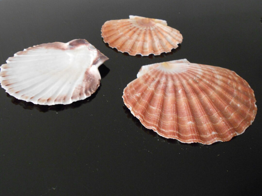 Set of 3 Large Irish Flat Scallops Shells Seashells 4"+ Crafts Beach ...