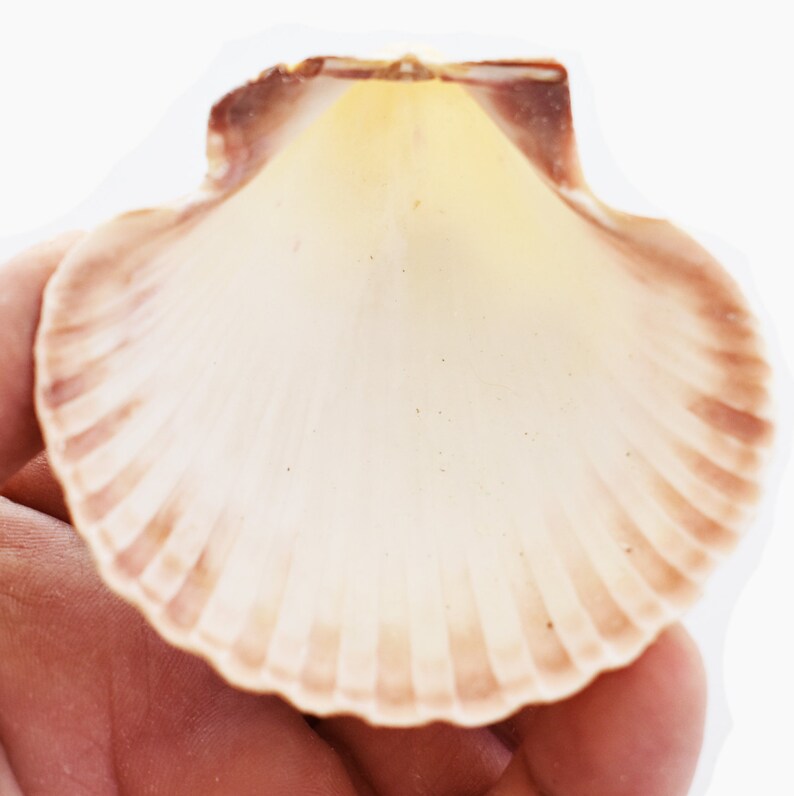 24 Large Mexican Deep Cup Scallop Shells 3-3.5 Baking | Etsy