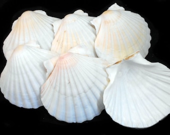 Sea Shell | Etsy