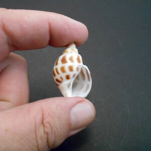 Set of 100 Babylonia Areolata Shells Seashells 1" - 1 1/2" for Crafts ...