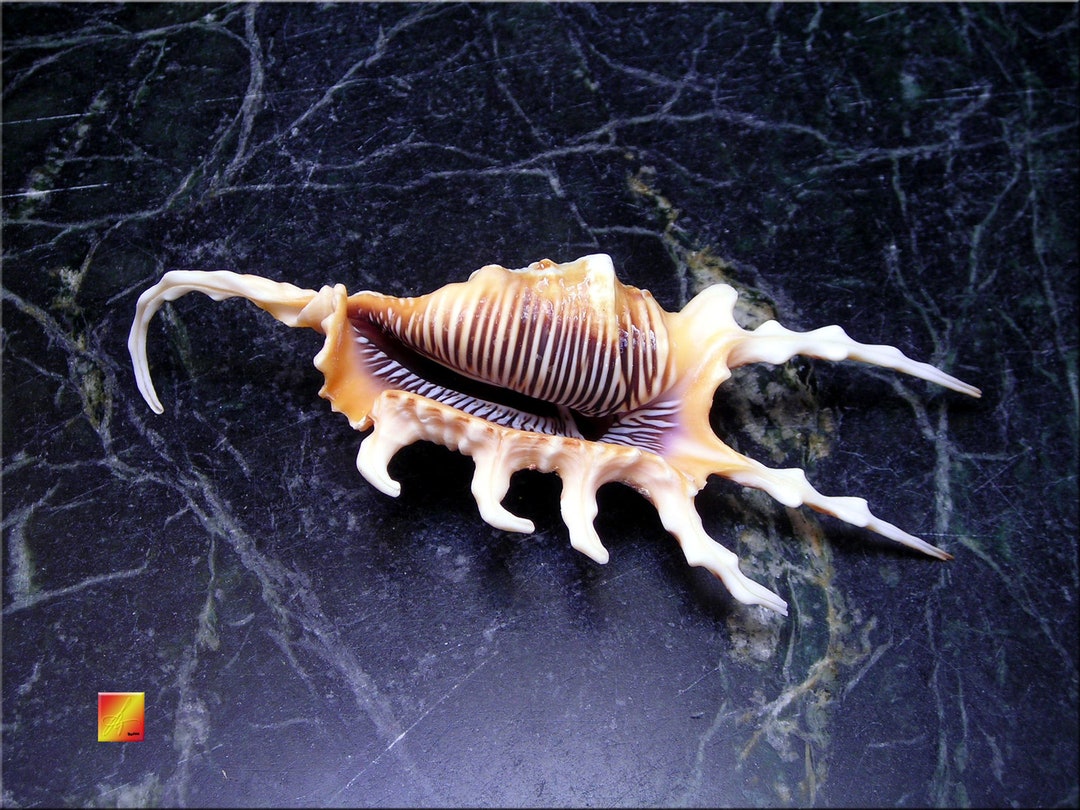 One Beautiful Spyder Conch Shell (lambis Scorpio) 4-5" Beach Decor ...