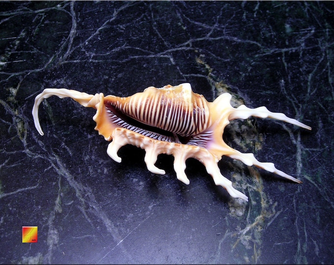 Imperial Volute Conch Shell Horn Spikes Unique Large Display Seashell ...