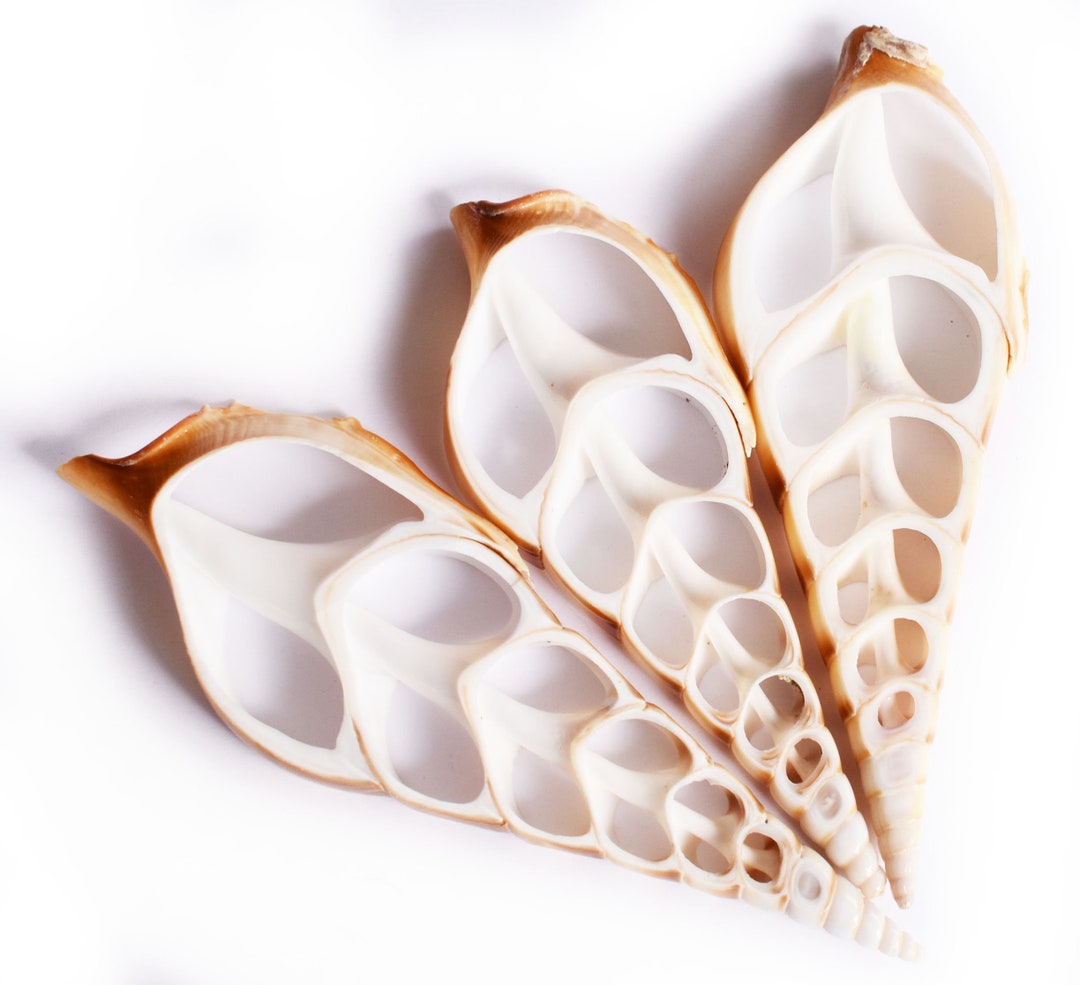 Set of 3 Large Center Cut Tibia Shells (4-5") Beach Crafts Seashell ...