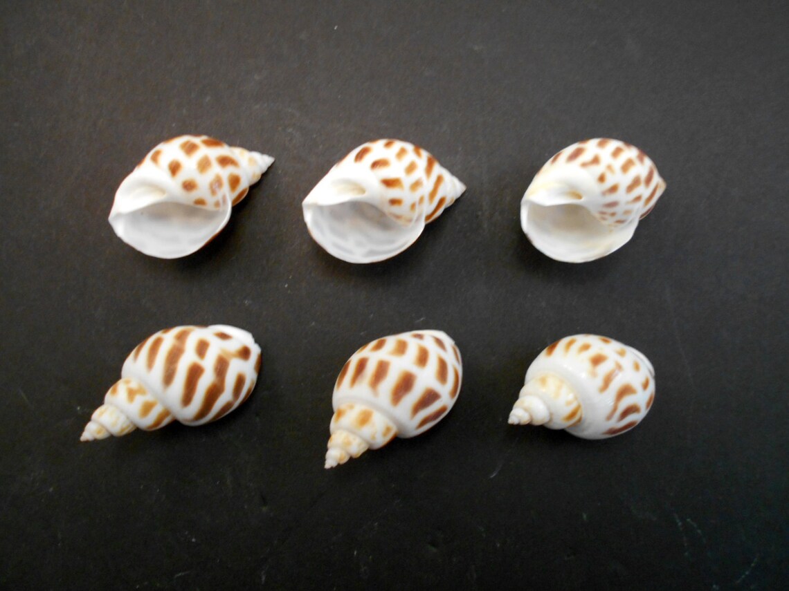 Set of 12 Babylonia Areolata Shells Seashells 1 1 - Etsy