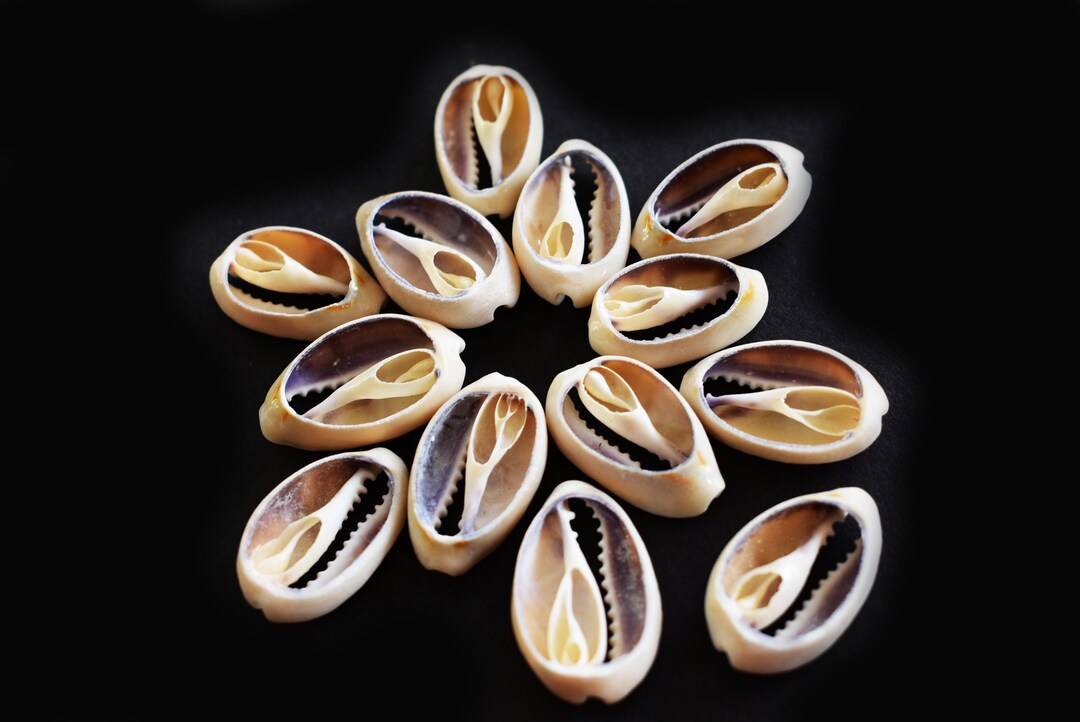 24 Center Cut Ringtop Cowrie Shells Craft 1/2"-1" Beach Crafts Jewelry ...