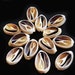 24 Center Cut Strawberry Strombus Shells 1 1/22 Beach Nautical ...