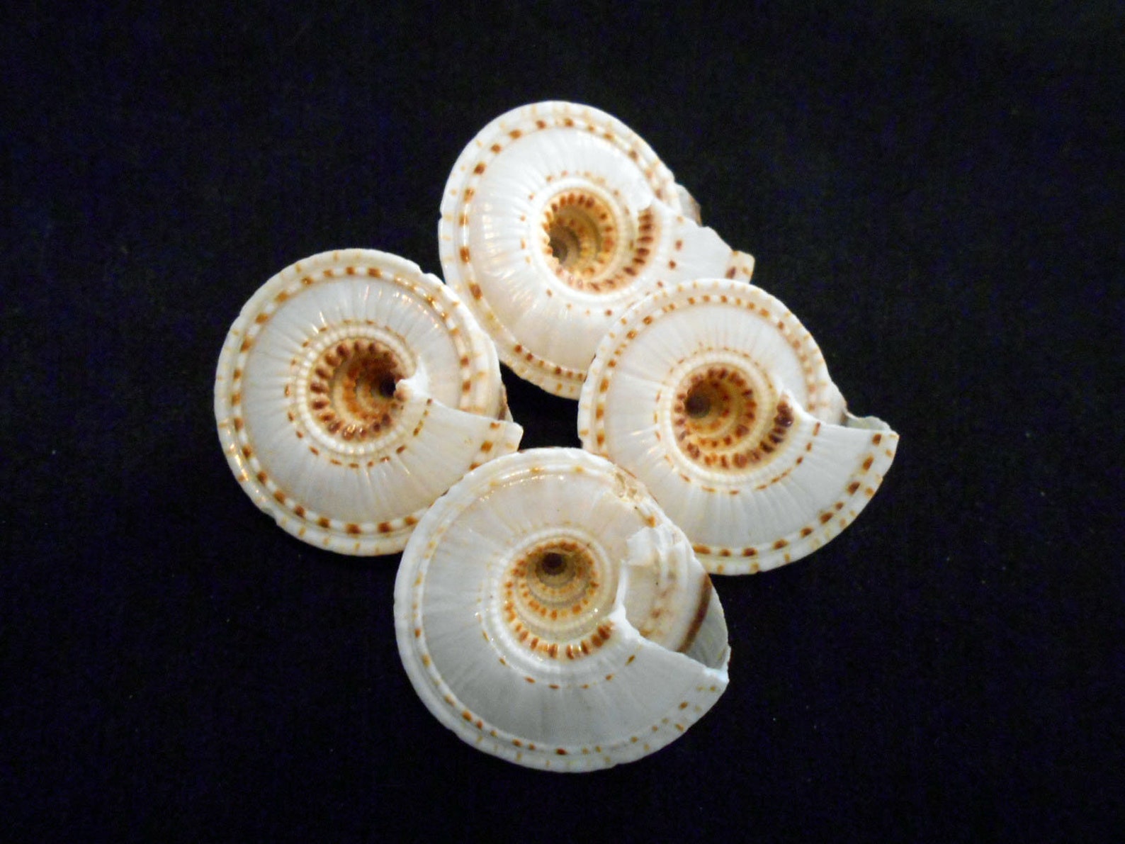 50 Small Sundial Shells architectonia Perspectiva 3/4 - Etsy