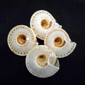 50 Small Sundial Shells (architectonia Perspectiva) 3/4" - 1 1/4 ...