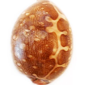 6 Pack: Map Cowrie Shell (cypraea Mappa) 2 1/2" Beach Crafts Nautical ...