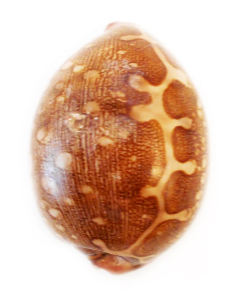 12 Pack: Map Cowrie Shell (cypraea Mappa) 2 1/2" Beach Crafts Nautical ...