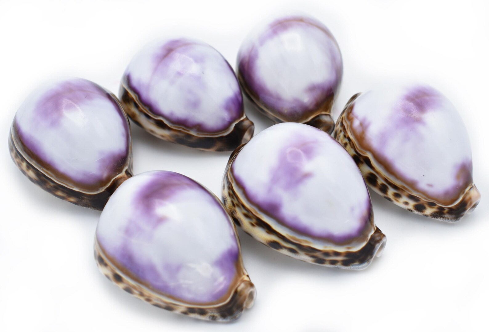 One Large White / Purple Top Tiger Cowrie 3" Seashell for Beach Crafts ...