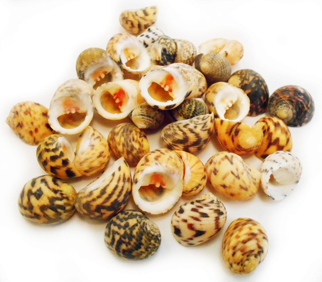 100 Small Bleeding Tooth Shells Seashells (1/2" - 1") Nerita Peloronta ...