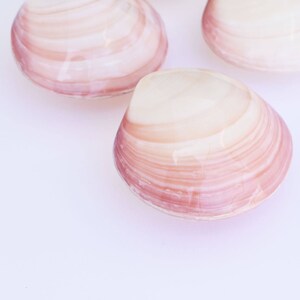 3 Polished Tiger Clam Pair Shells Seashell 3-4" (80-100mm) Coastal ...