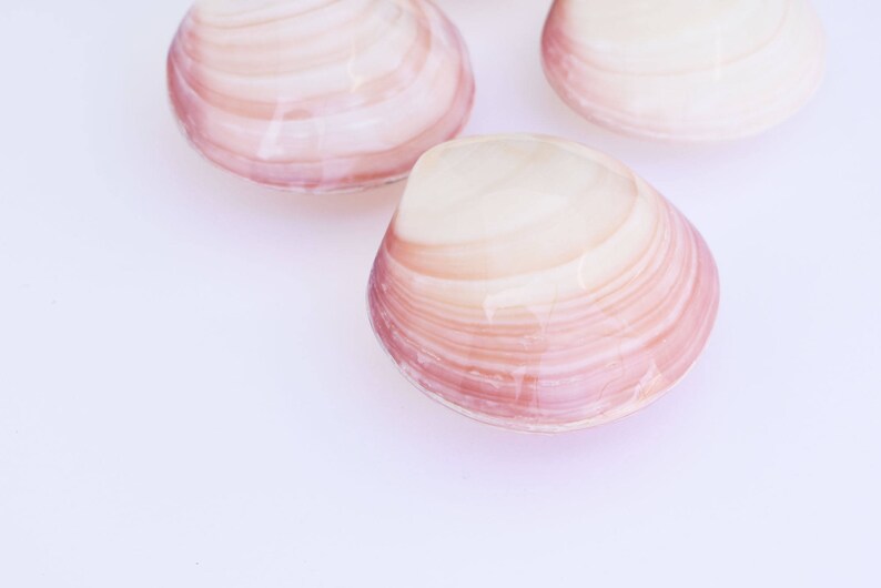 3 Polished Tiger Clam Pair Shells Seashell 3-4" (80-100mm) Coastal ...