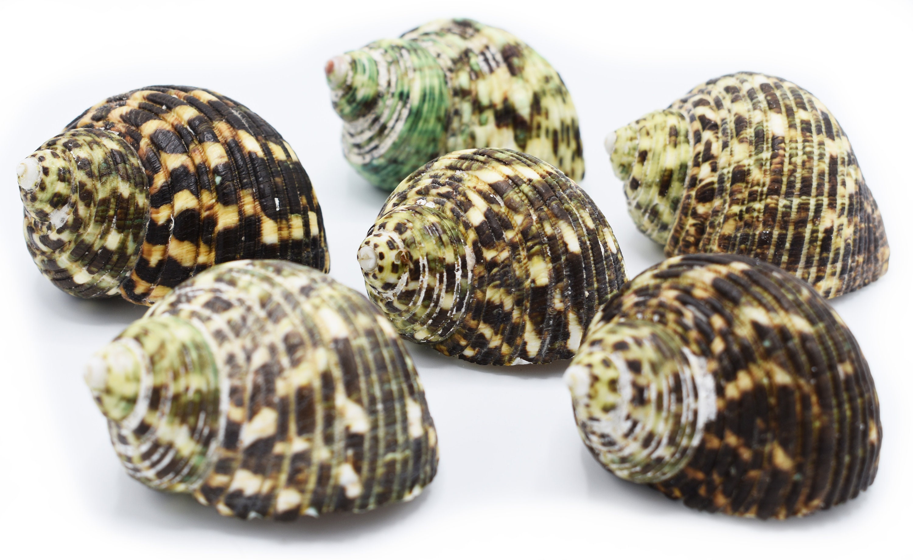 Hermit Crab Shell Set 6 Large Turbo Changing Shells Size 2-2 - Etsy