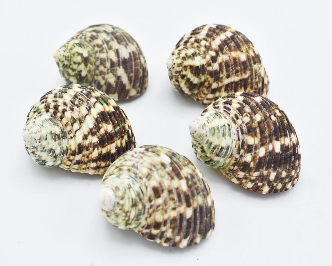 5 Hermit Crab Changing Shell Set Medium Size Select Turbo Shells 3/4"-1 ...
