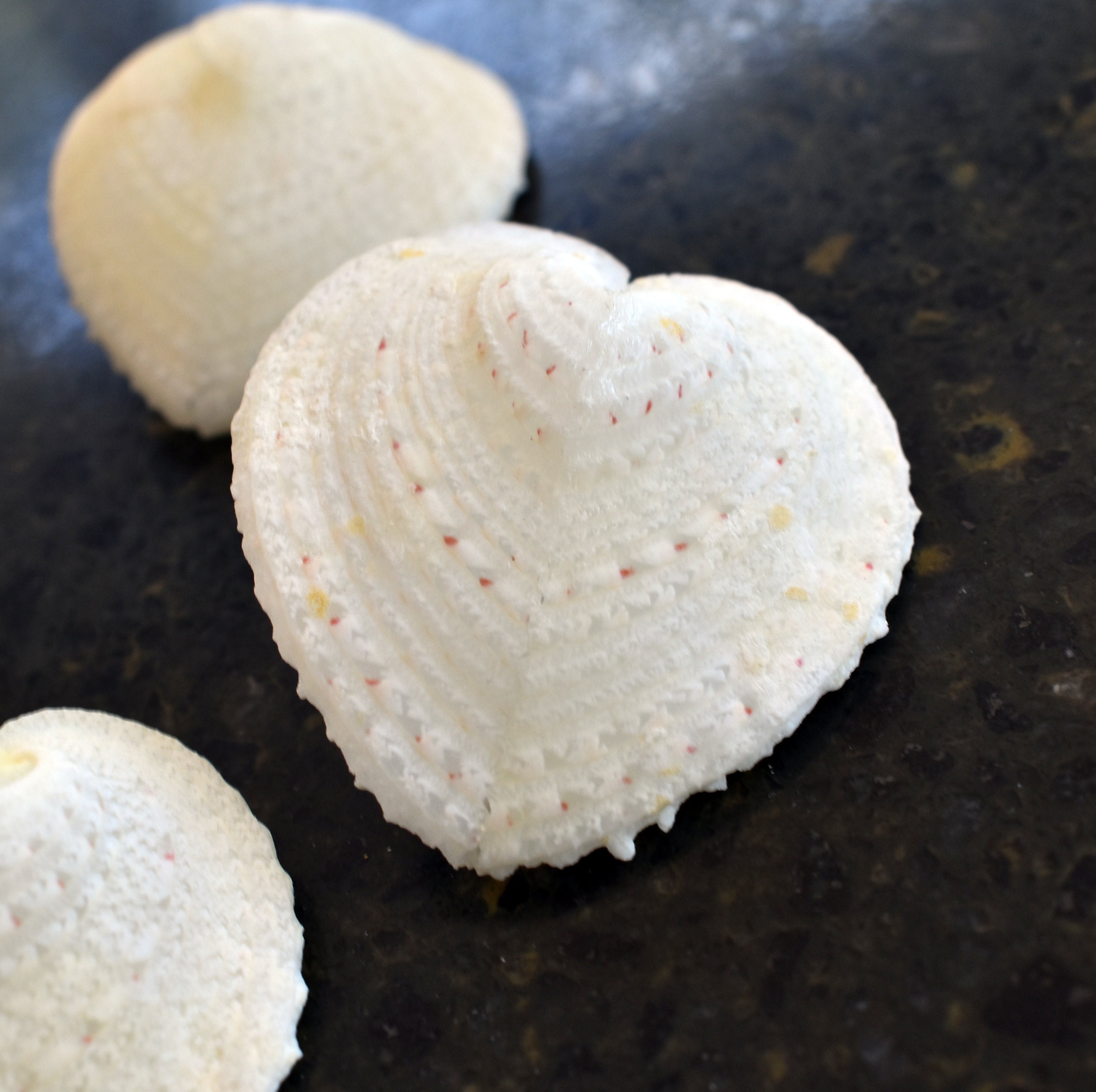 Set of 6 Beautiful Small White True Heart Cockle Shells - Etsy