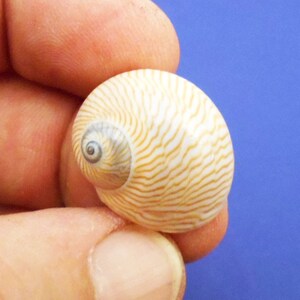 50 Small Nautica Lineata Shells 3/4"-1" (20-25mm) Hermit Crabs Kids ...