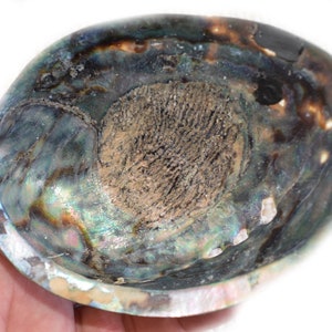 Stunning Polished Paua Abalone Shell (new Zealand) 5" Smudging Beach ...