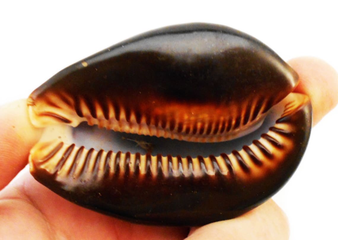 Beautiful Large Humpback Cowrie Shell cypraea Mauritiana - Etsy
