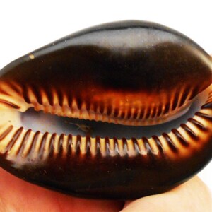 Beautiful Large Humpback Cowrie Shell (cypraea Mauritiana) 2.5" - 3 ...